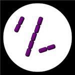 Study Guide for Bacterial Cell Structure: Shape, Size and Arrangement ...