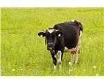 About Dairy Farms & Milking Cows: Kindergarten Farm Lesson Plan