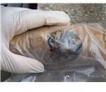 Learn All About Mold with These 3 Bread Mold Science Experiments You ...