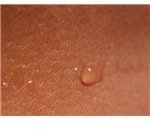 Types of Cells in the Human Body and Their Uses: A Study Guide