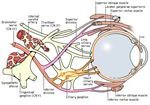 The Oculomotor Nerve controls most eye movements.