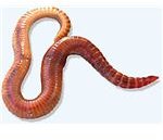 Red Worm Anatomy & Digestion: A Biology Study Guide
