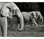 Seven Fun and Simple Elephant Preschool Activities