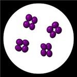 Study Guide for Bacterial Cell Structure: Shape, Size and Arrangement ...