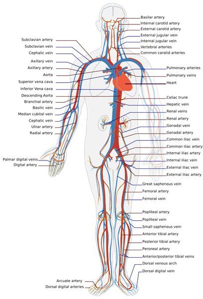 How Does The Circulatory System Work An Overview