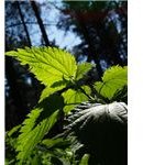 Rubefacient Herbs: How Rubefacients Heal the Human Body