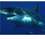 How do you Define a Carnivore? Learn The Definition & Other Cool Facts ...